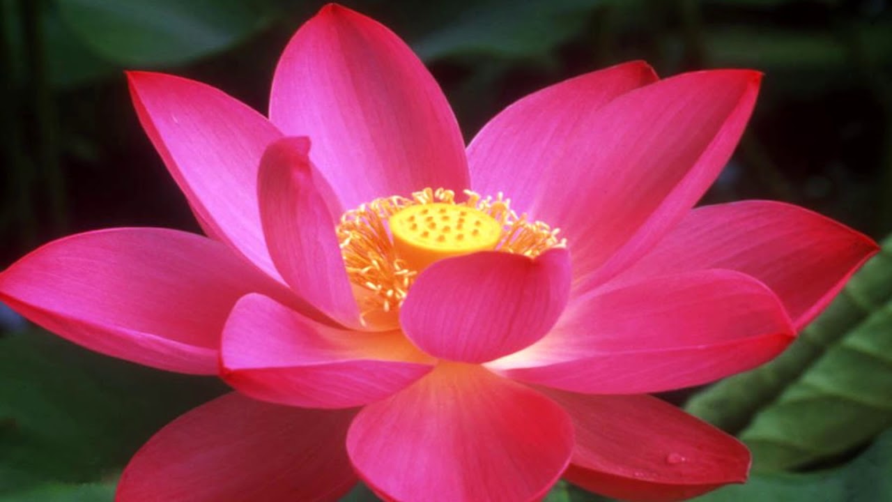 Lotus Flower! – I am My Path!